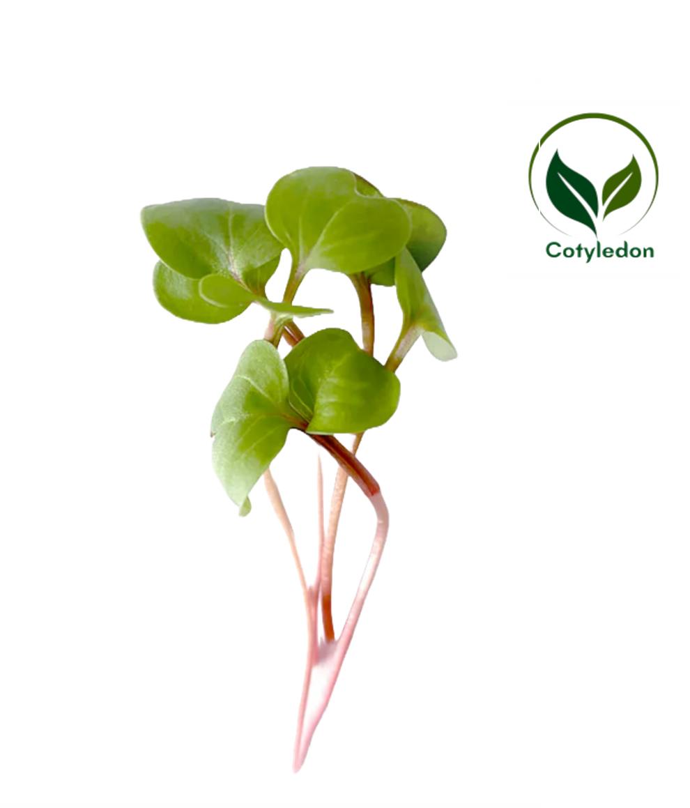 Cotyledon